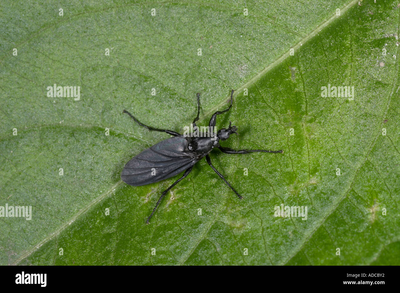 Dilophus High Resolution Stock Photography and Images - Alamy