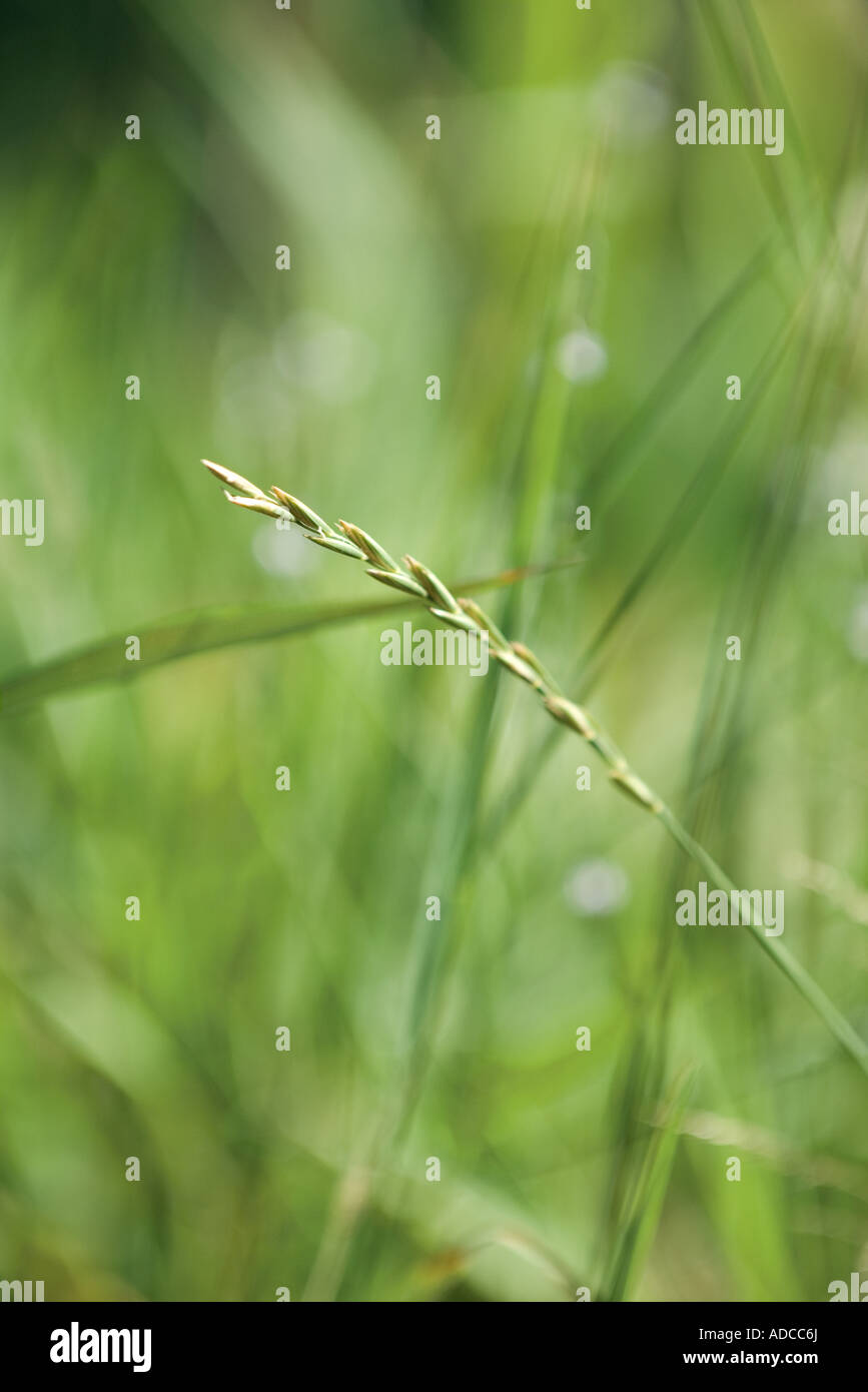 Blade of grass Stock Photo - Alamy