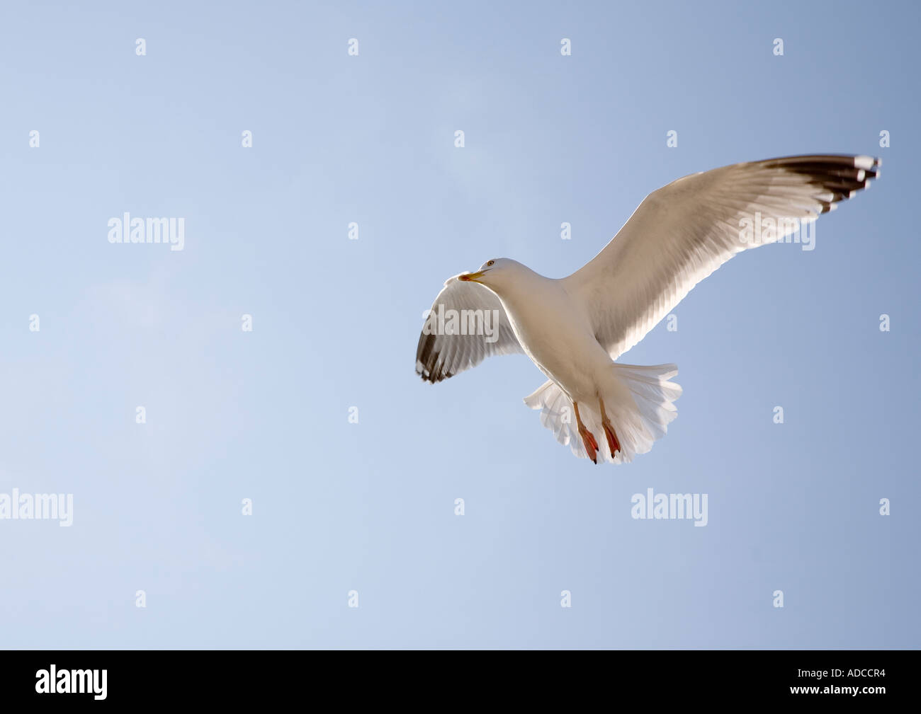 Seagull feet hi-res stock photography and images - Alamy