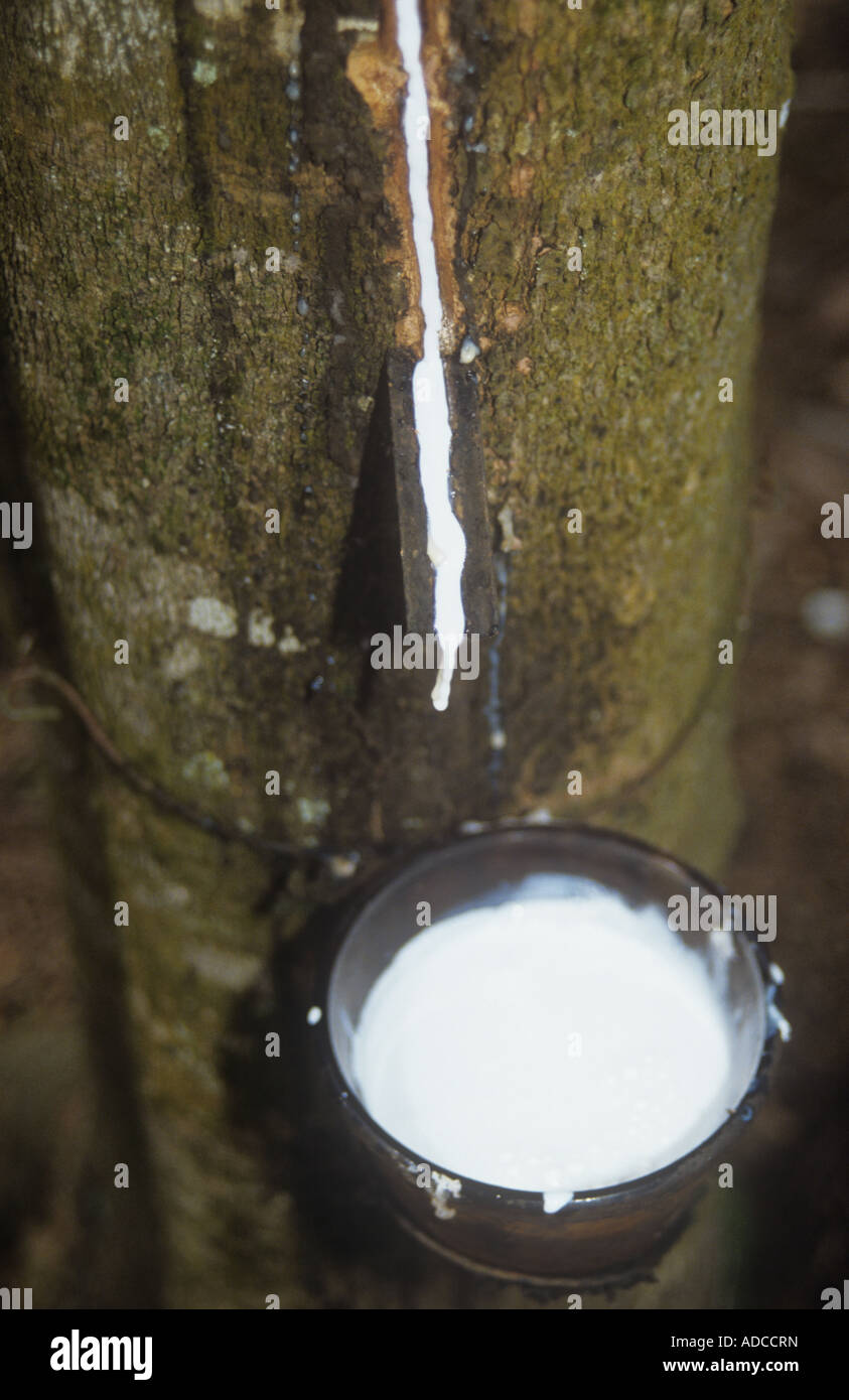 Collecting rubber latex on a plantation in Malaysia Stock Photo - Alamy