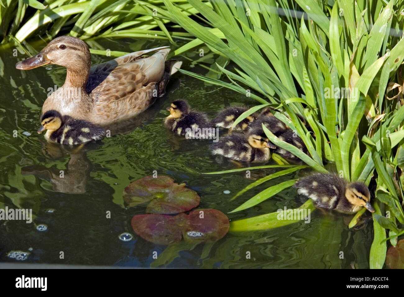 Mallard duck Anas platyrhynchos chicks with Mother female duck on ...