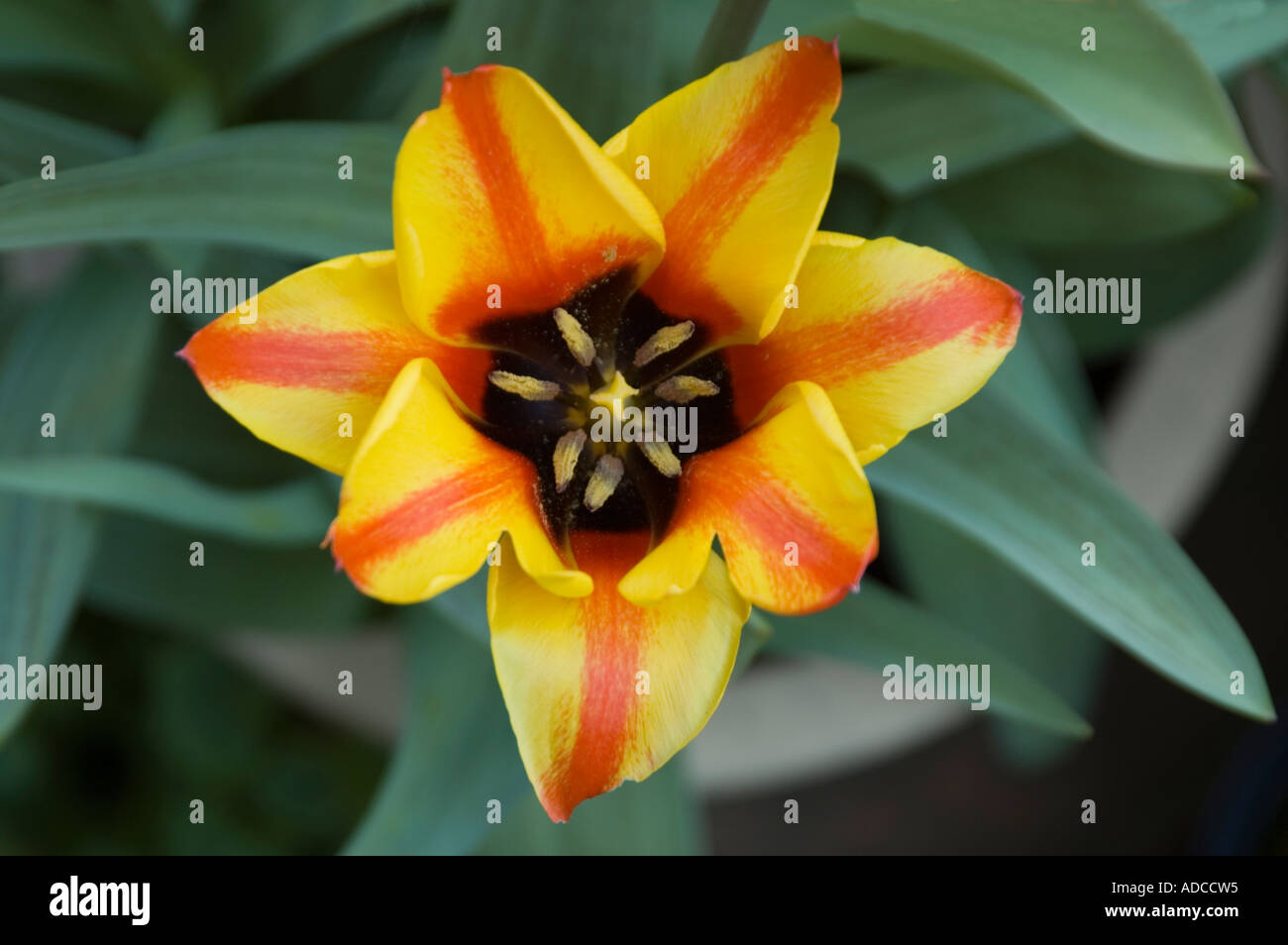 Flower with yellow center and red petals hi-res stock photography and ...