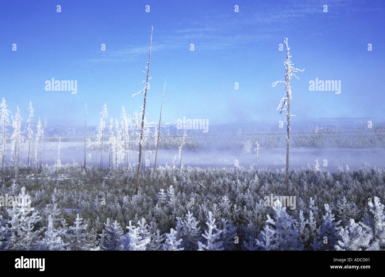 Yellowstone petrified forest hi-res stock photography and images - Alamy
