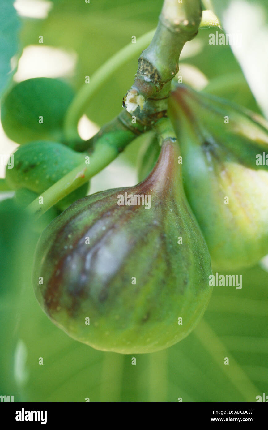 1 fig tree hi-res stock photography and images - Alamy