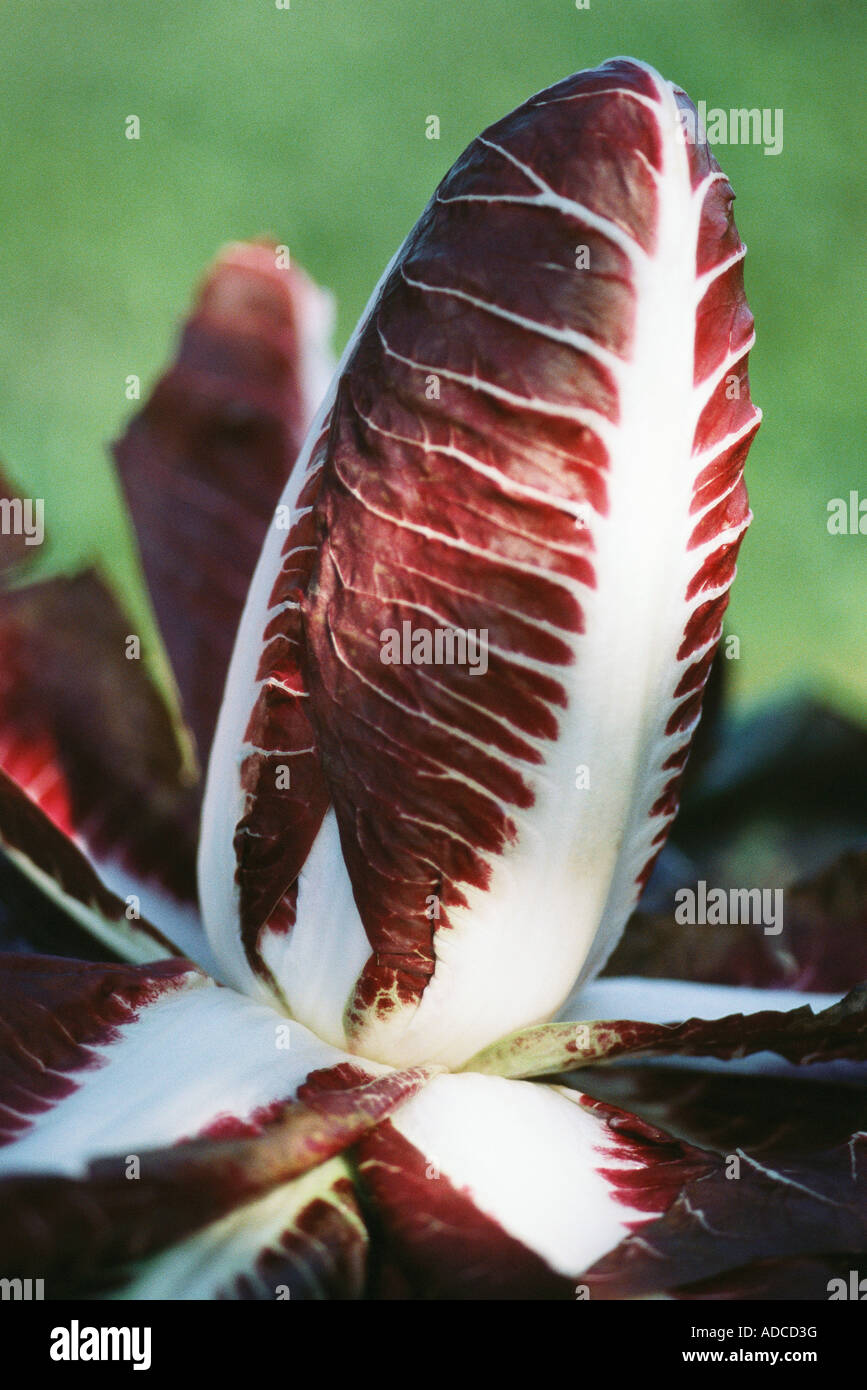 Growing chicory endive hi-res stock photography and images - Alamy