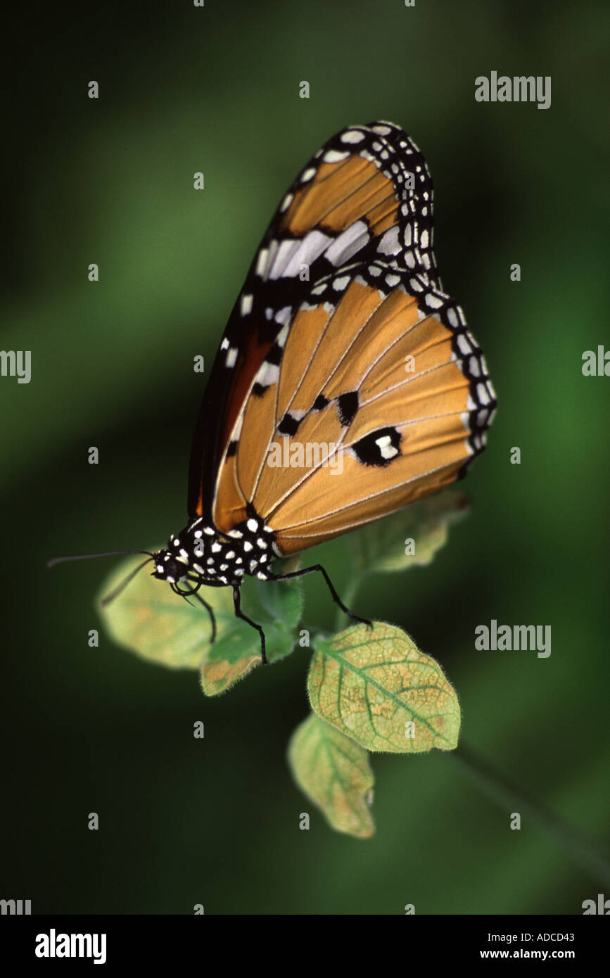 Common Tiger Butterfly Danaus genutia Asia Stock Photo - Alamy