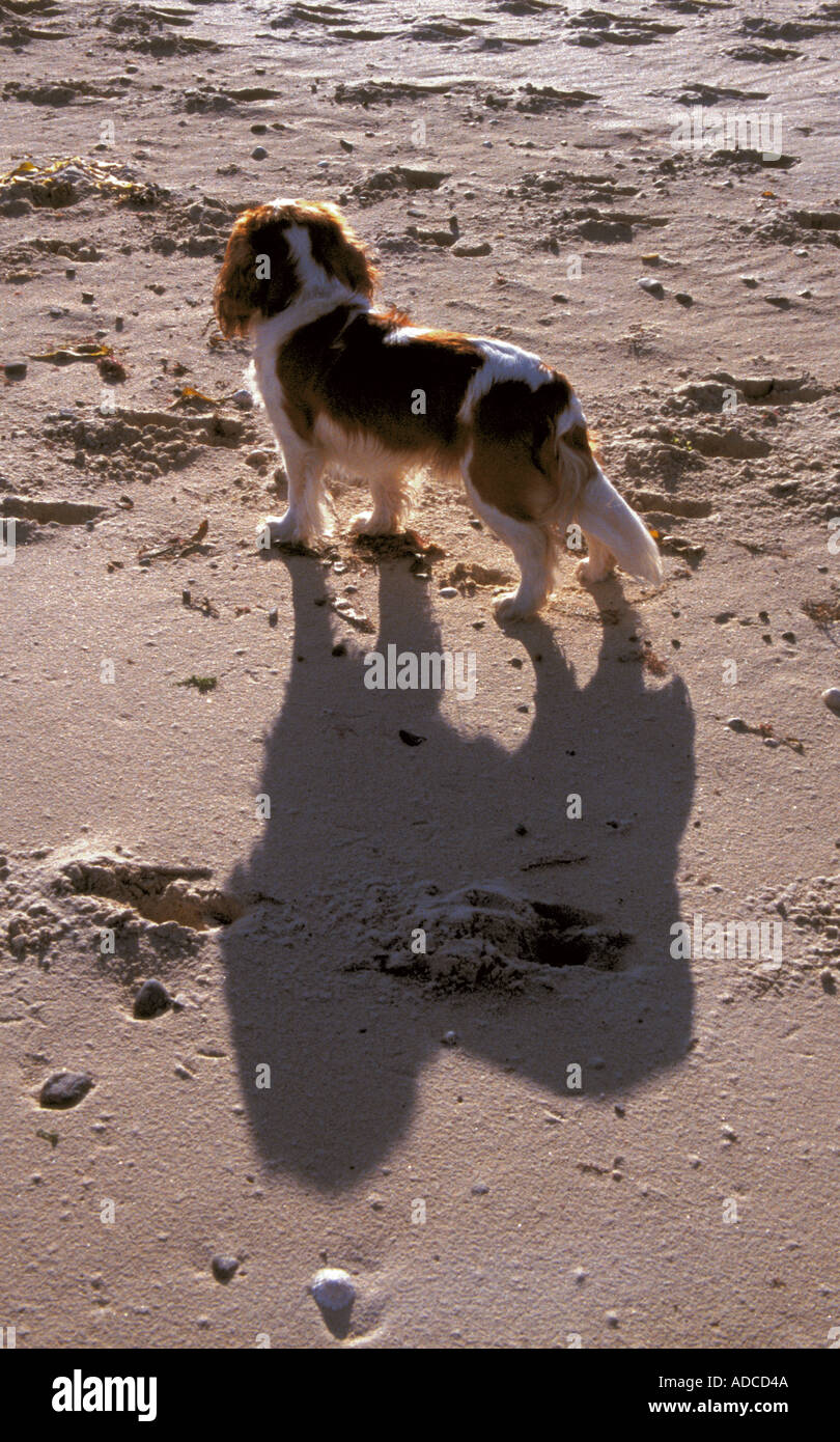 CAVALIER KING CHARLES SPANIEL AND SHADOW Stock Photo - Alamy