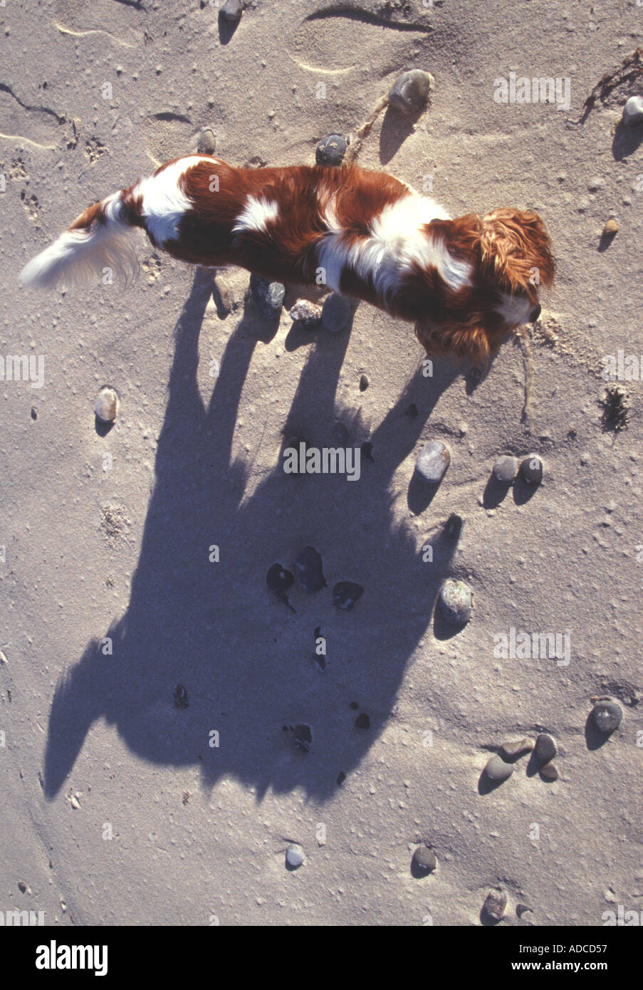 CAVALIER KING CHARLES SPANIEL AND SHADOW 2 Stock Photo - Alamy