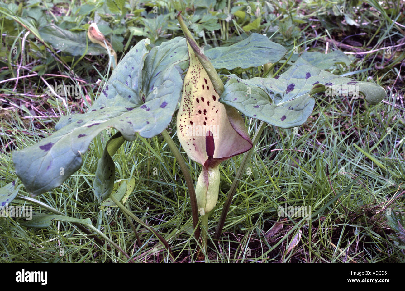 Arum maculatum wild arum flower hi-res stock photography and images - Alamy