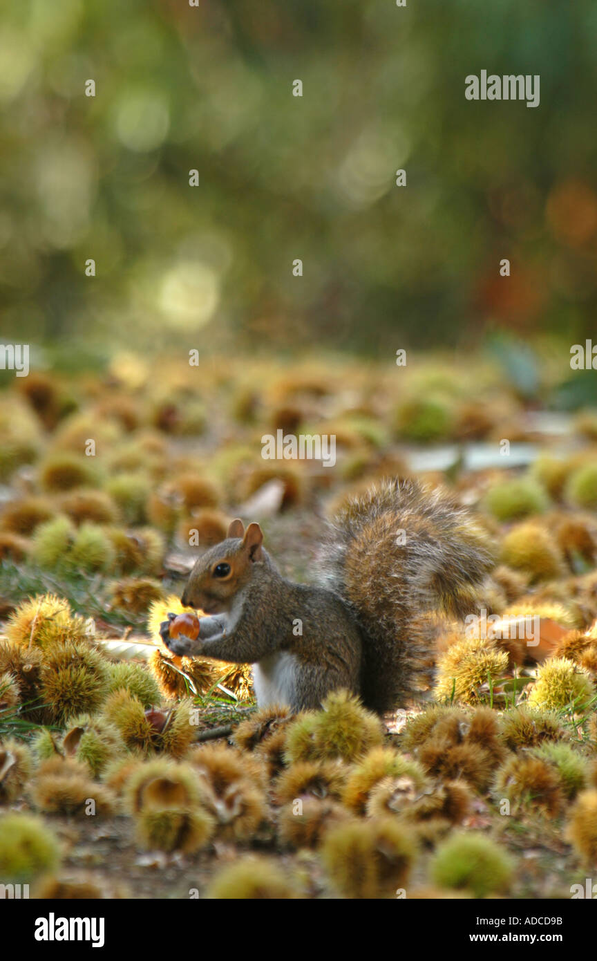 Searching for chestnuts hi-res stock photography and images - Alamy