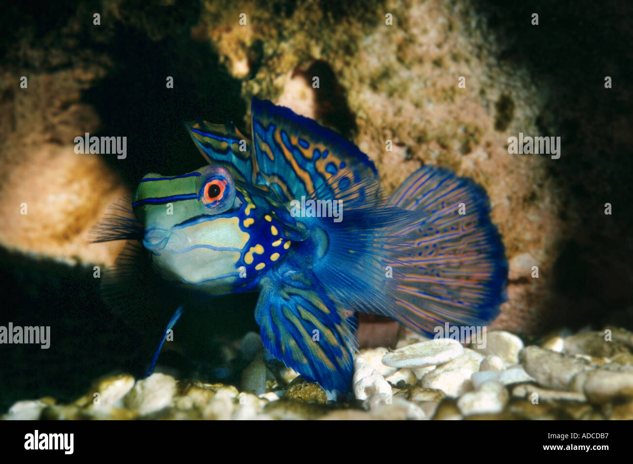 Mandarin fish mandarinfish SYNCHIROPUS SPLENDIDUS Callionymidae ...