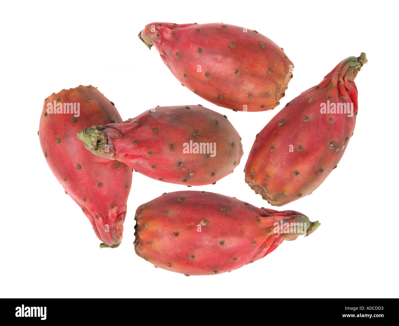 Cactus desert middle east hi-res stock photography and images - Alamy