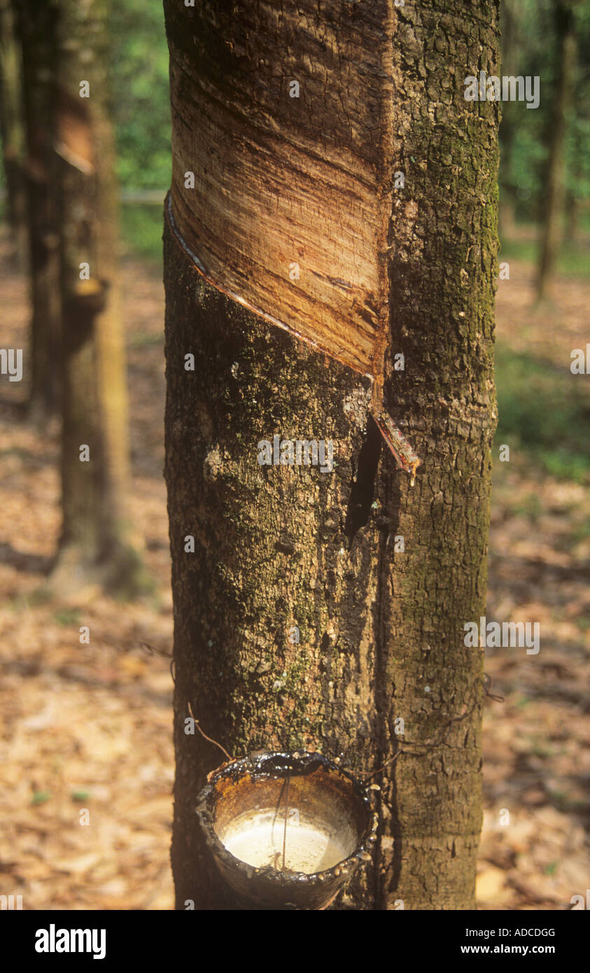Rubber Plantation Malaysia Stock Photos & Rubber Plantation Malaysia ...