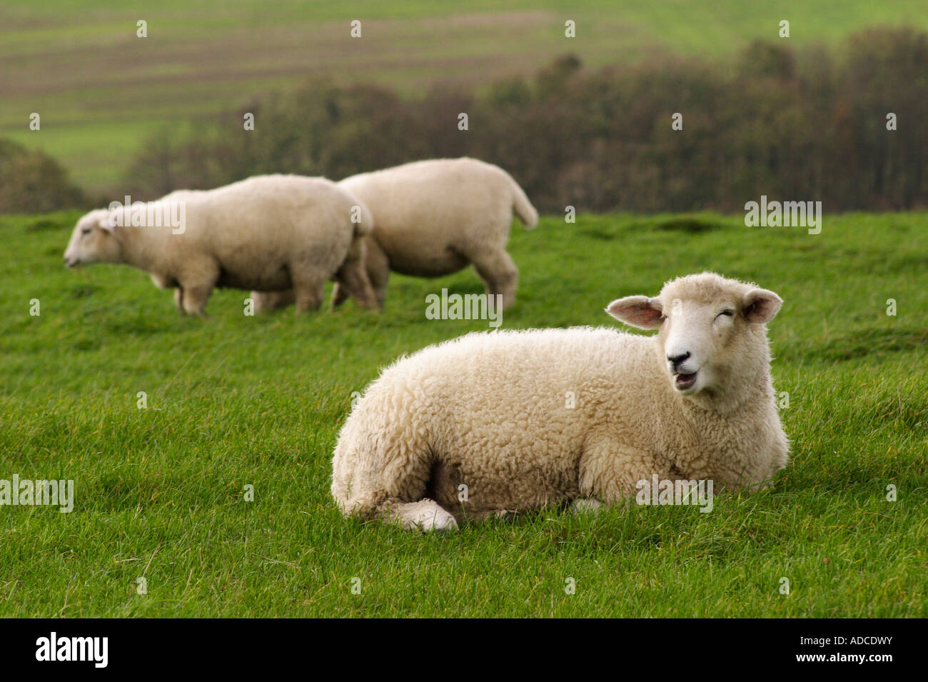 Seated sheep hi-res stock photography and images - Alamy