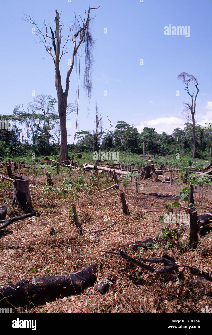Deforestation ivory coast hi-res stock photography and images - Alamy