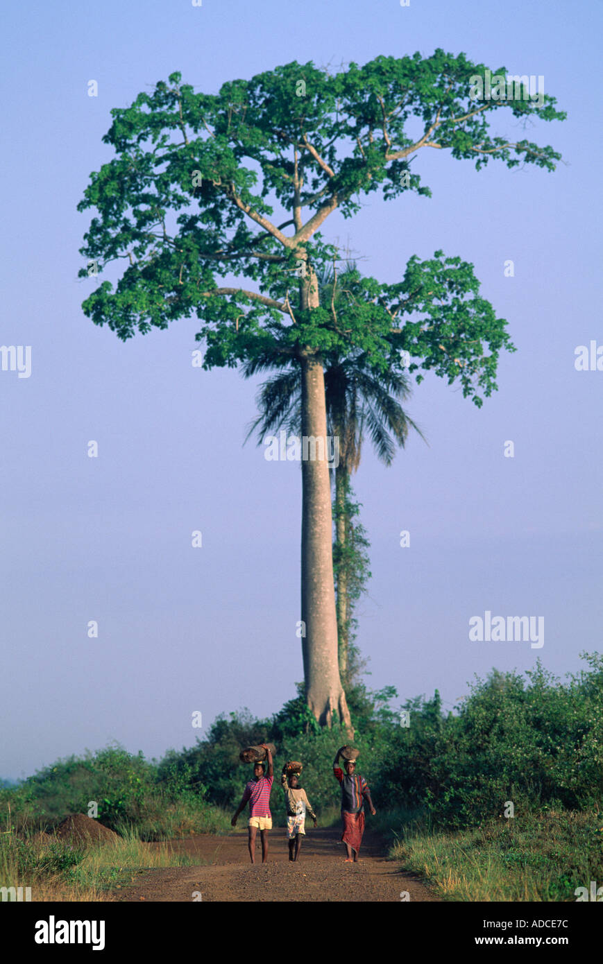 Deforestation, Ivory Coast Stock Photo - Alamy