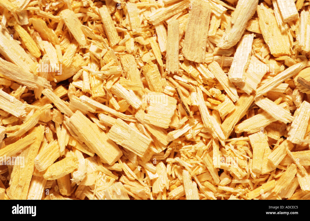 Quassia amara Bitterholz bitterwood medicinal plant Stock Photo - Alamy