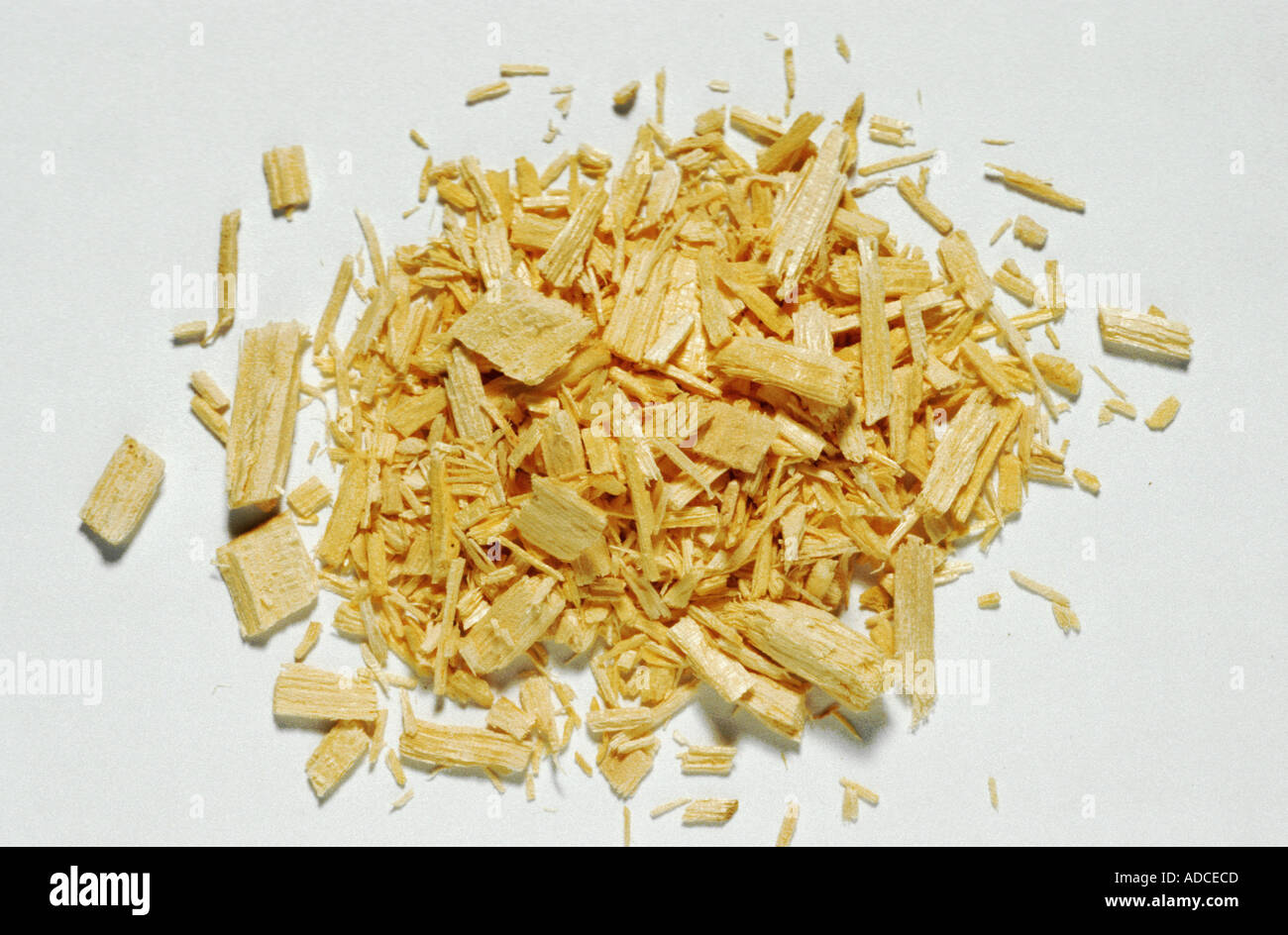 Quassia amara Bitterholz bitterwood medicinal plant Stock Photo - Alamy