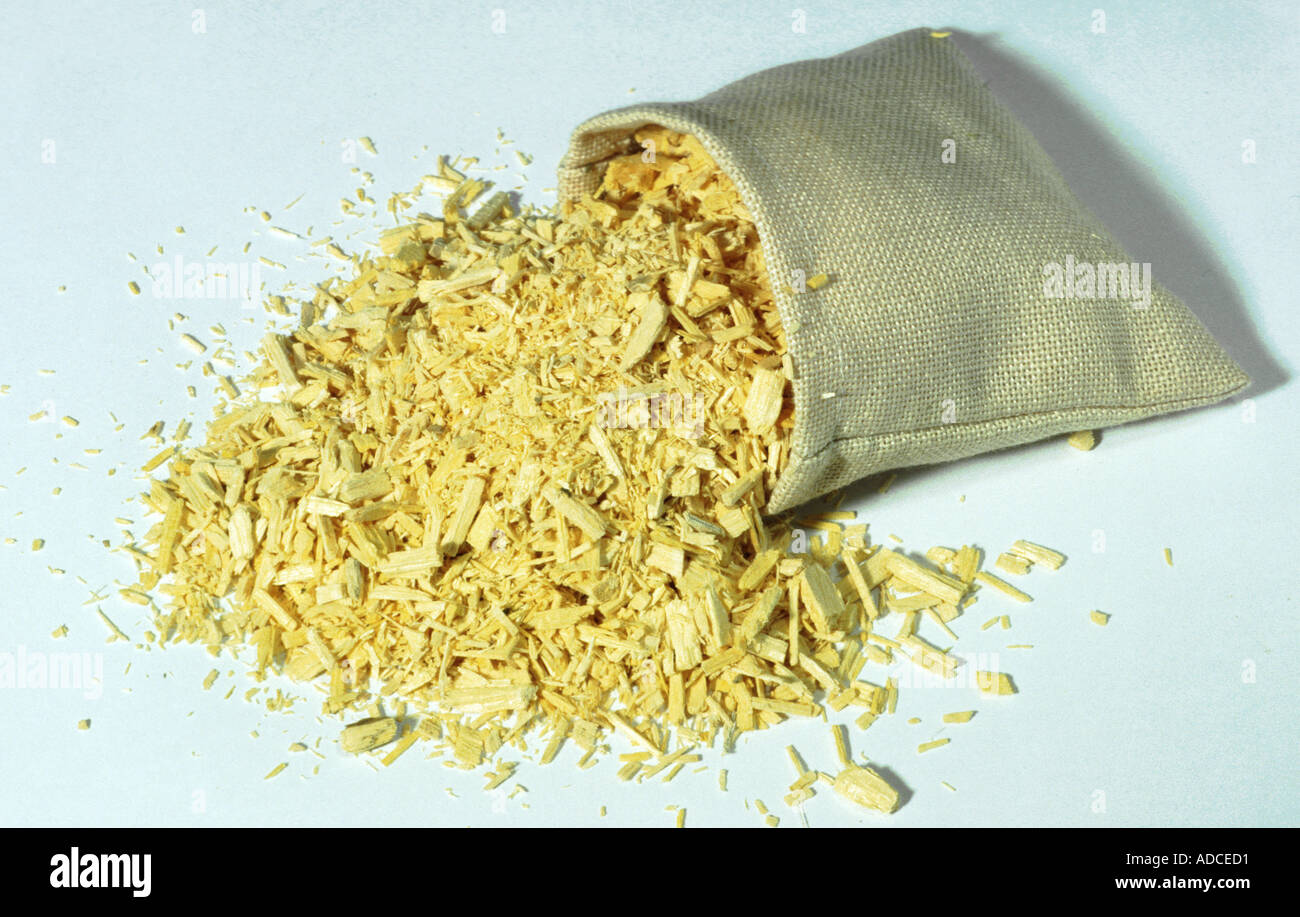Quassia amara Bitterholz bitterwood medicinal plant Stock Photo - Alamy