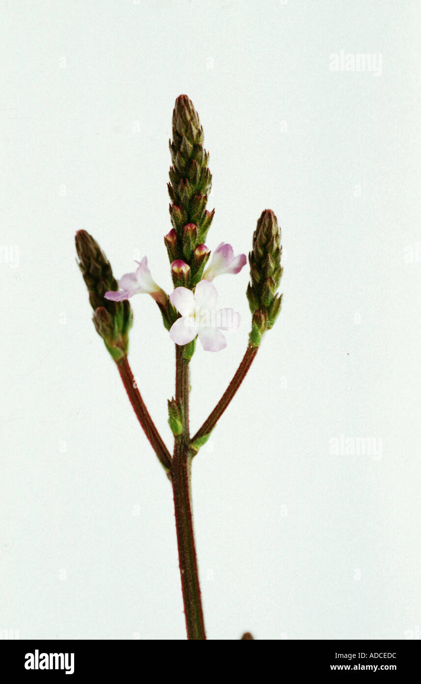 Medicinal plant Vervain Verbena officinalis Stock Photo - Alamy