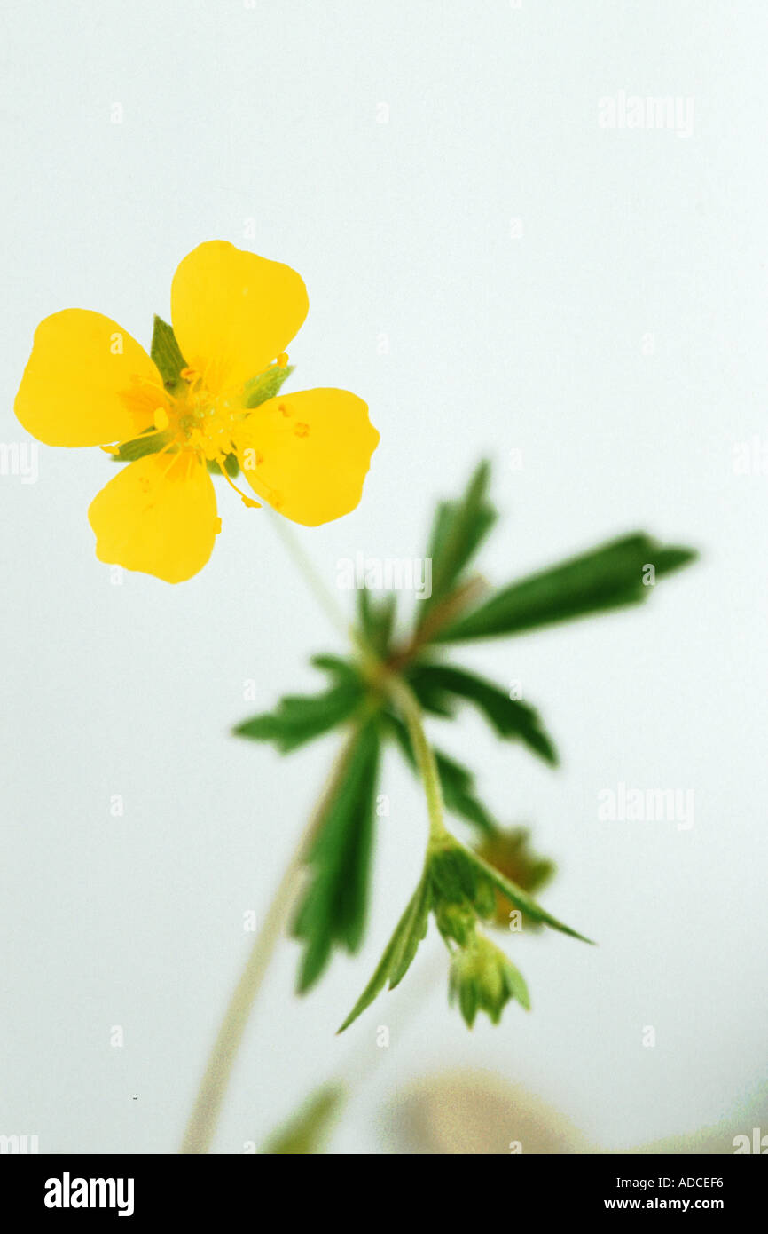 Medicinal plant Tormentil Potentilla erecta Stock Photo - Alamy
