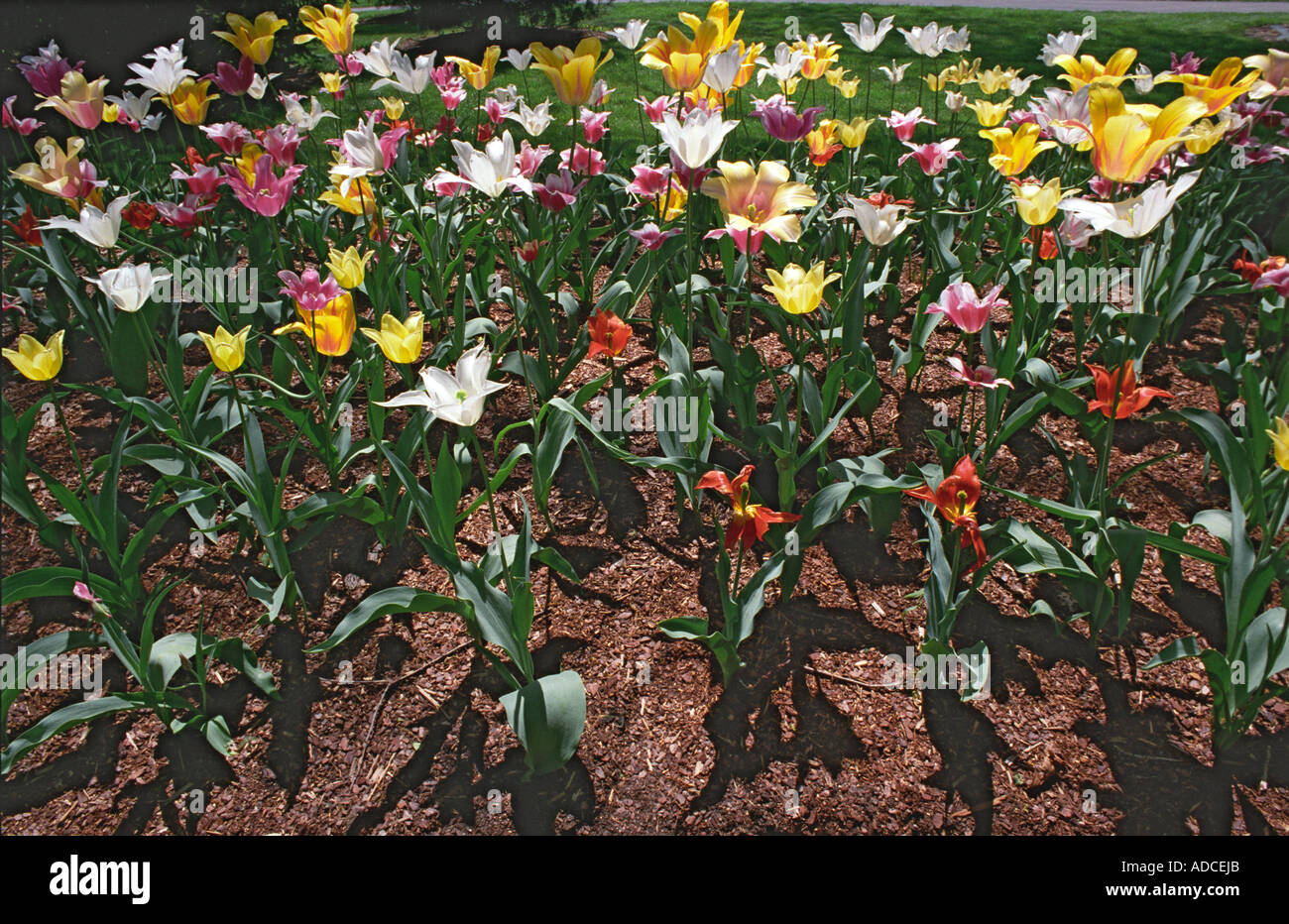 Backlit tulips of different colors glow in late afternoon Stock Photo ...