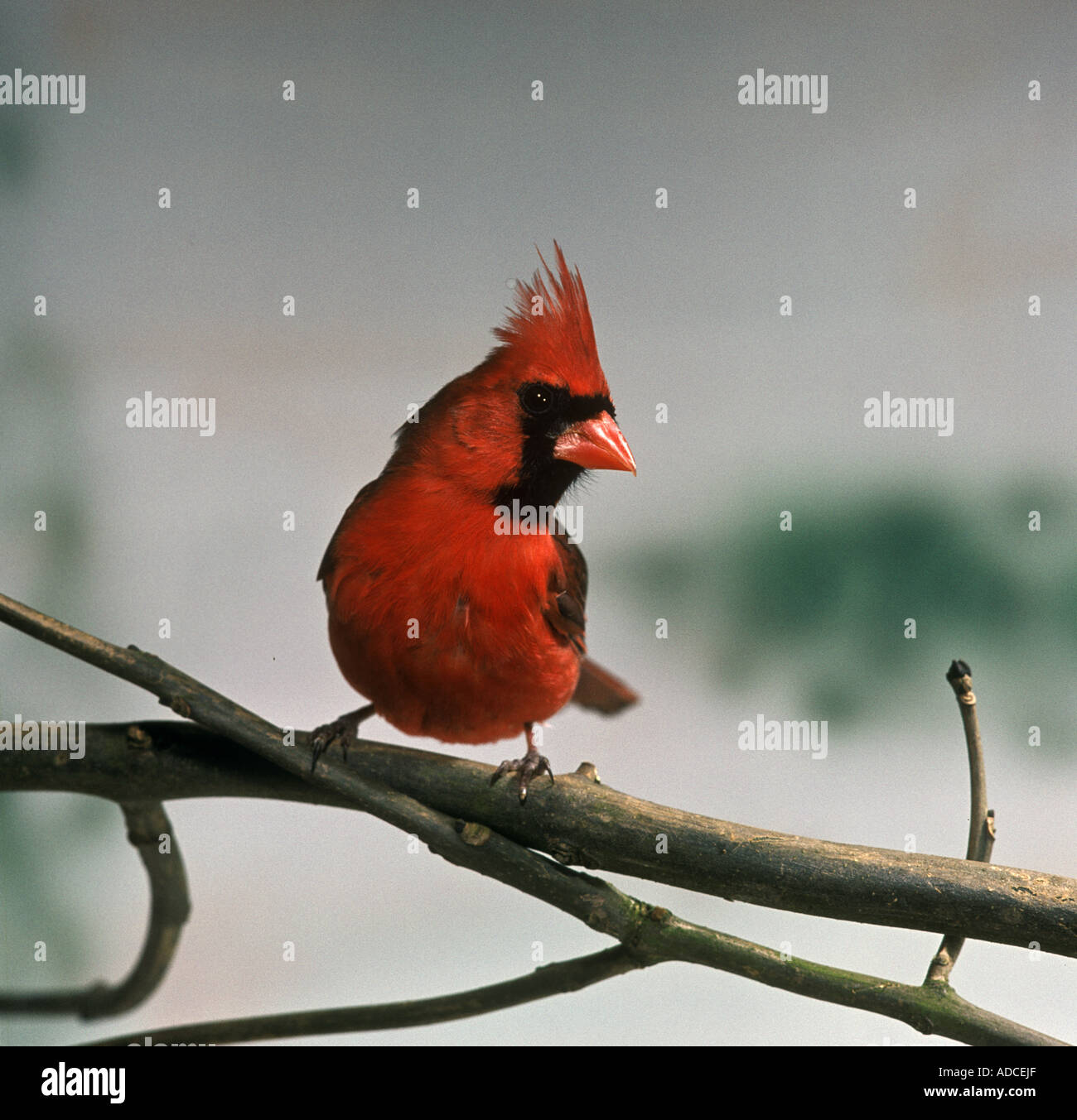 Virginian Cardinal Richmondena cardinalis Stock Photo - Alamy