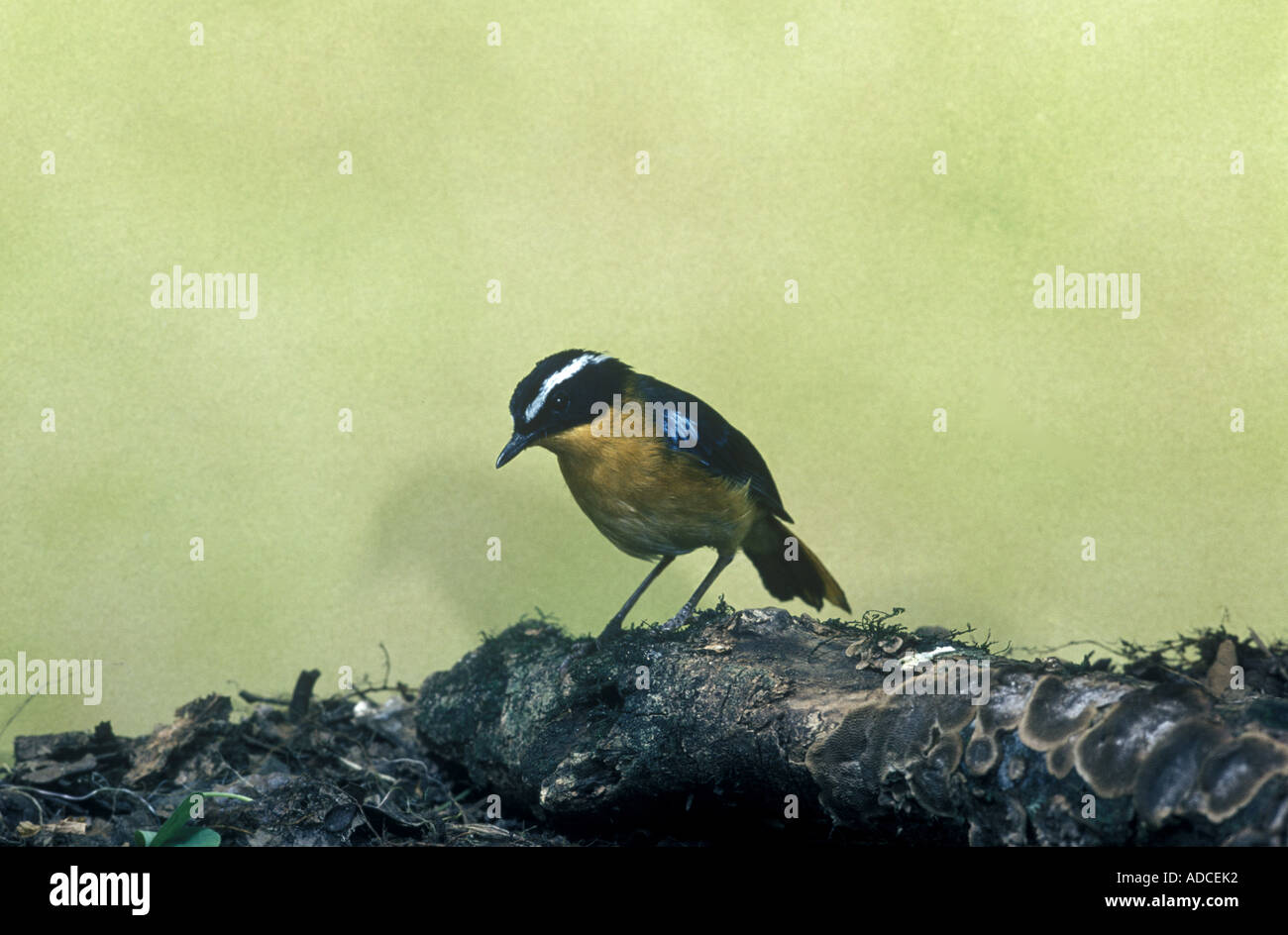 Blue shouldered Robin Chat Cossypha cyanocampter Stock Photo - Alamy