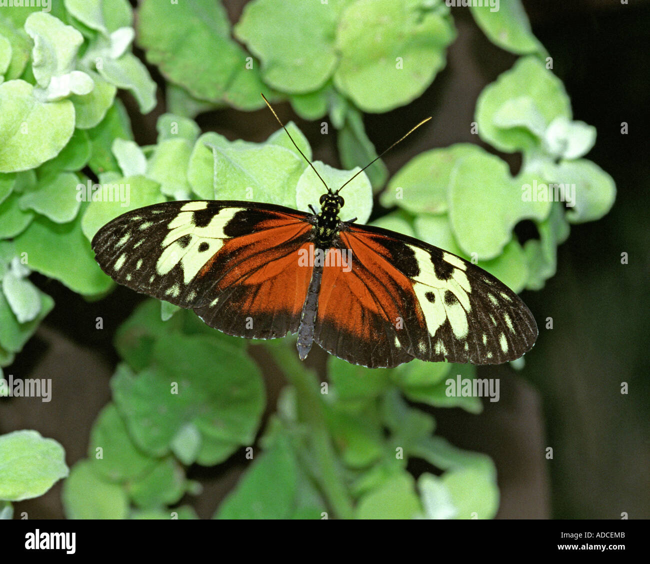Open postman longwing butterfly on shrubs Stock Photo - Alamy