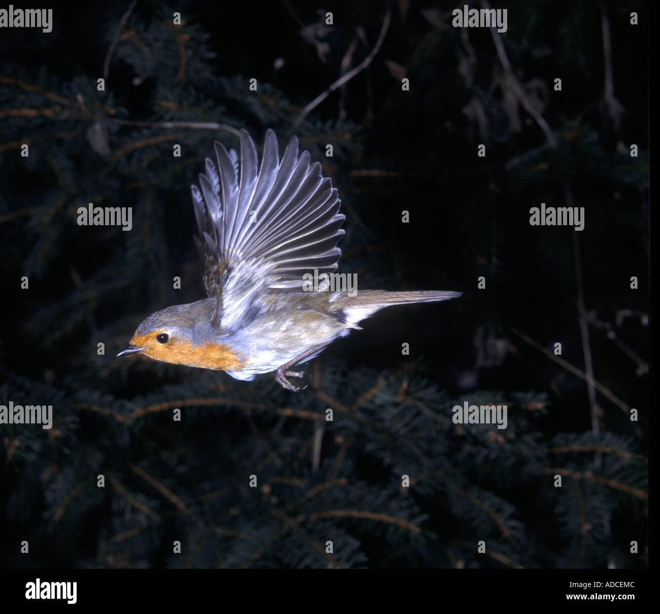 Robin in flight hi-res stock photography and images - Alamy