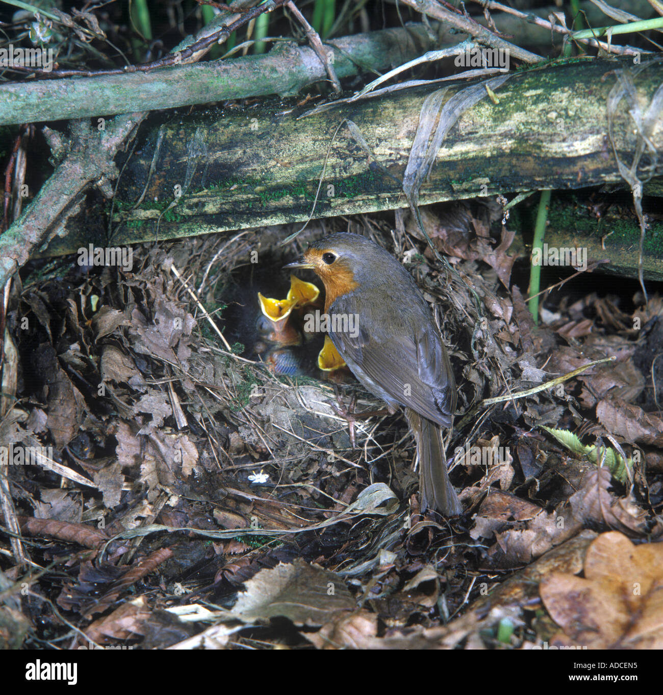 Robin Erithacus rubecula adult at nest Stock Photo - Alamy