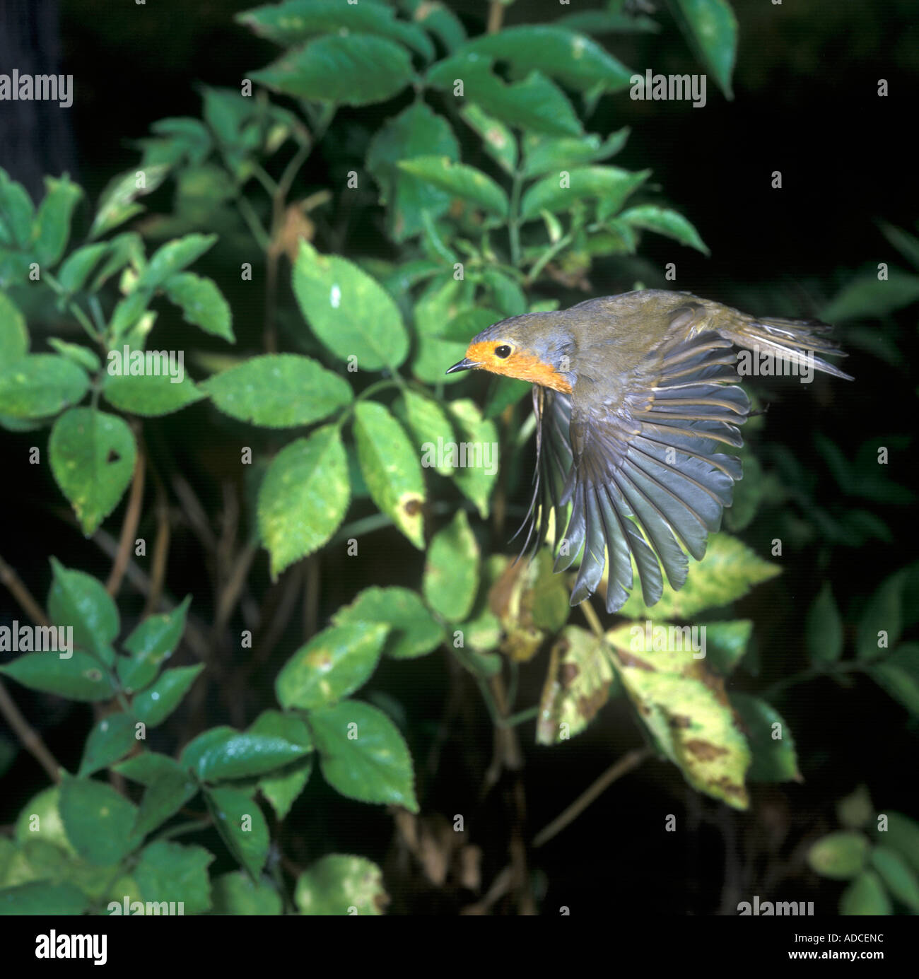 Robin in flight hi-res stock photography and images - Alamy