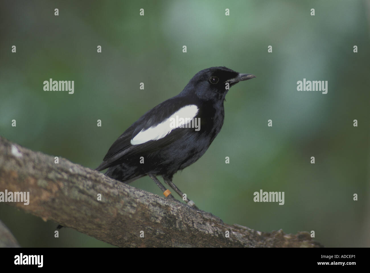 Seychelles magpie robin copsychus sechellarum hi-res stock photography ...