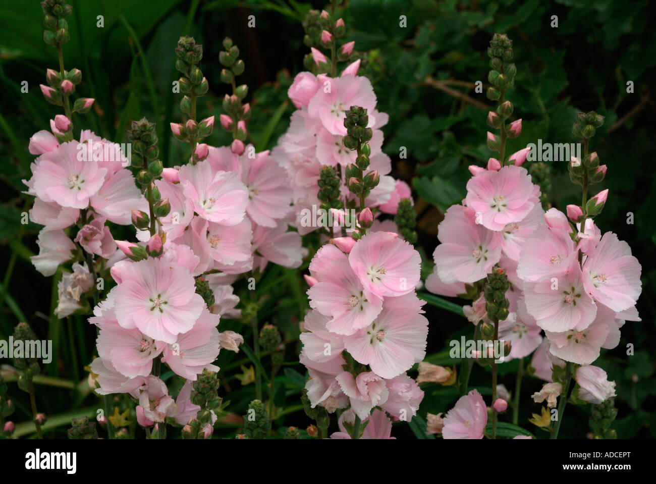 Princess garden hi-res stock photography and images - Alamy