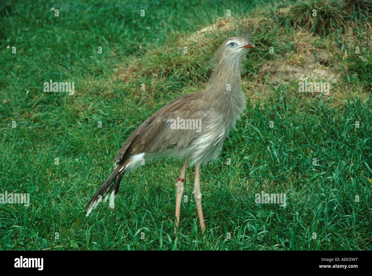 Red legged Seriema Cariama cristata standing on grass Stock Photo - Alamy