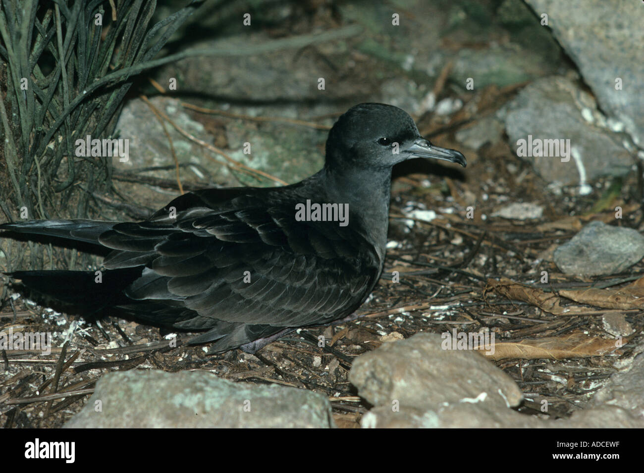 Wedge tailed shearwater hi-res stock photography and images - Alamy
