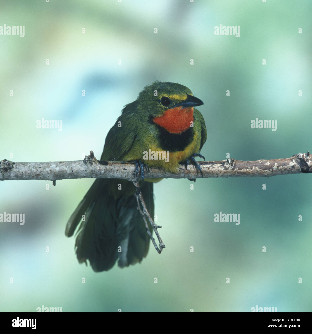 Four coloured Bush Shrike Telephorus quadricolor Female Stock Photo - Alamy