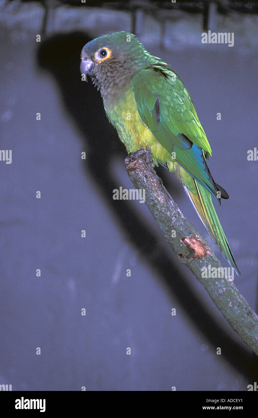 Brown throated Conure Aratinga pertinax West Panama Stock Photo - Alamy