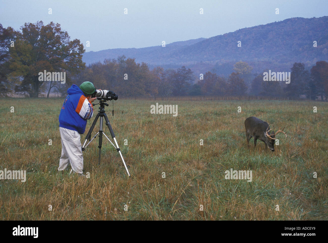American wildlife photographer Stan Osolinski Photographing White ...