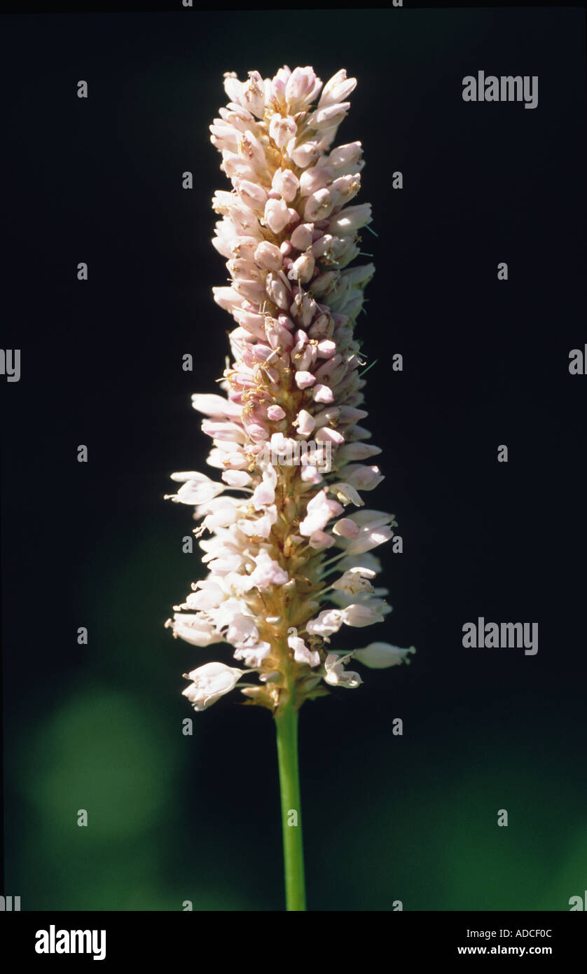 Medicinal plant Bistort Polygonum bistorta Stock Photo - Alamy
