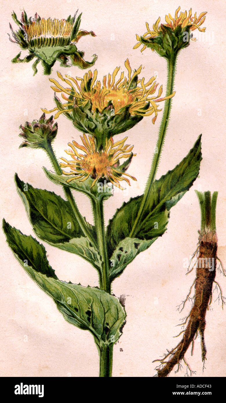 Alant Inula helenium Stock Photo - Alamy