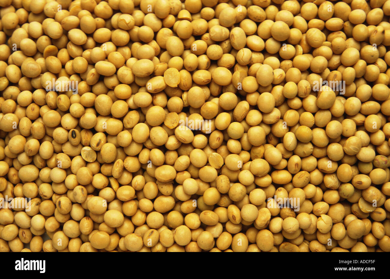 Glycine soja hi-res stock photography and images - Alamy