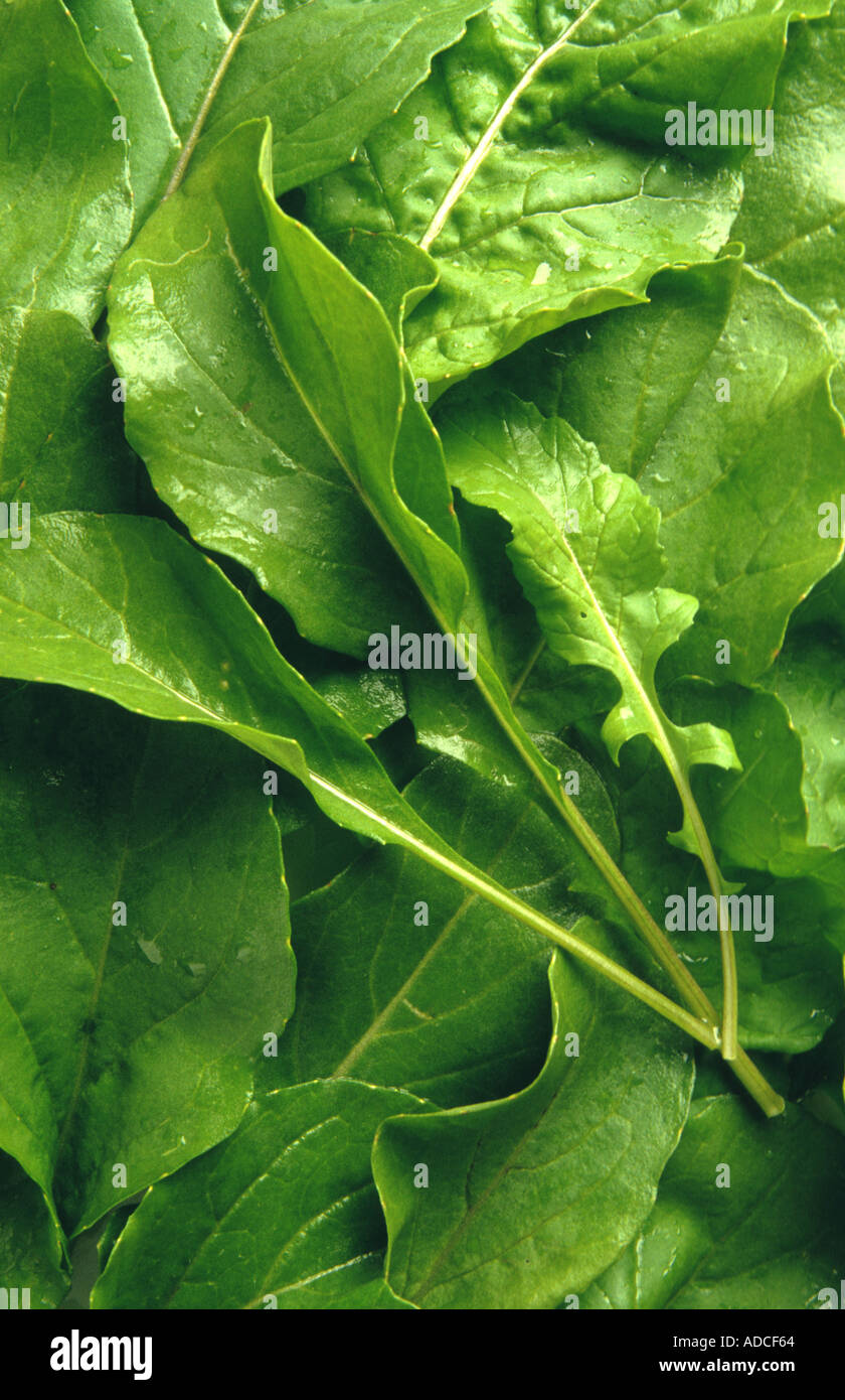 Ruca hi-res stock photography and images - Alamy