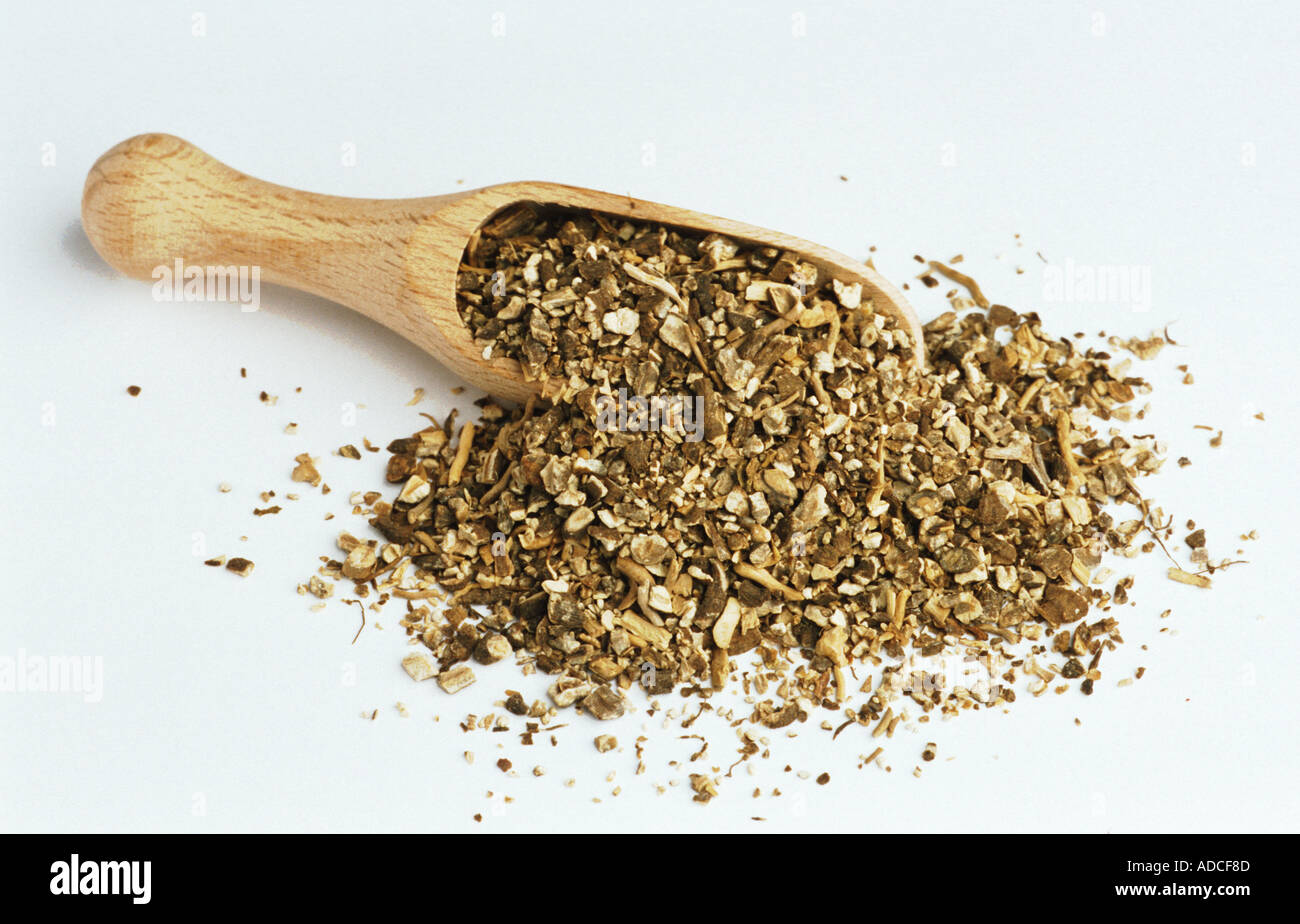 Medicinal plant dry dried roots of Cephaelis ipecacuanha Stock Photo ...