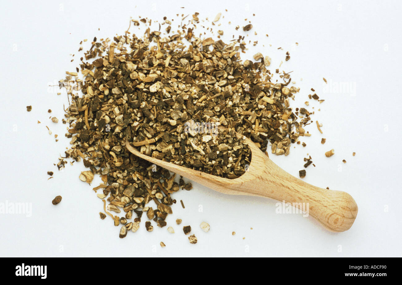 Medicinal plant dry dried roots of Cephaelis ipecacuanha Stock Photo ...