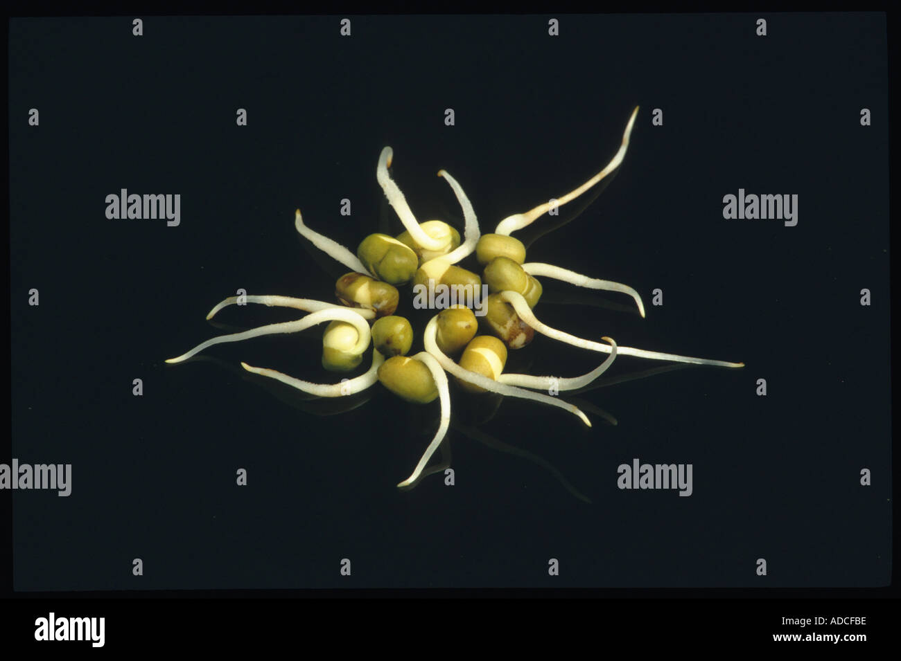 Phaseolus mungo hi-res stock photography and images - Alamy
