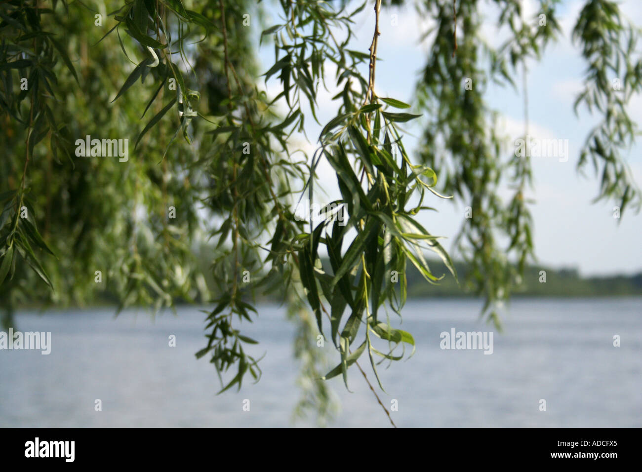 Weeping willow tree branches hanging over the water at a lake Stock ...