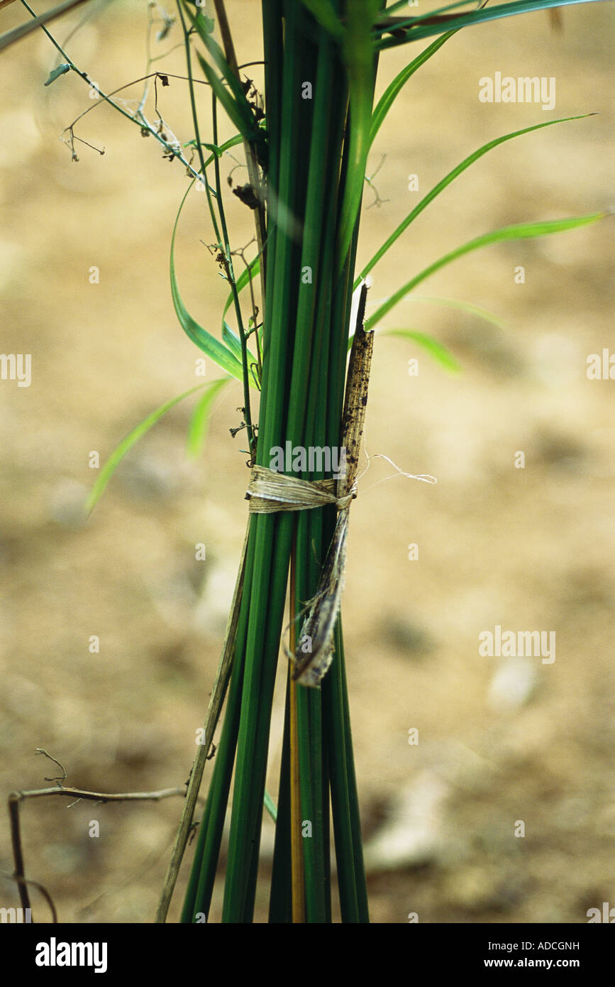 Bundle of stems Stock Photo - Alamy