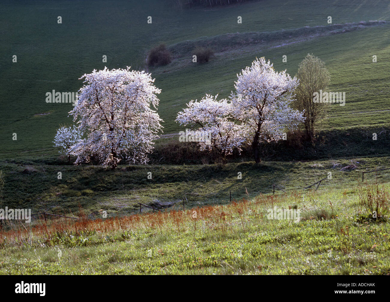 Whiteheart cherry hi-res stock photography and images - Alamy