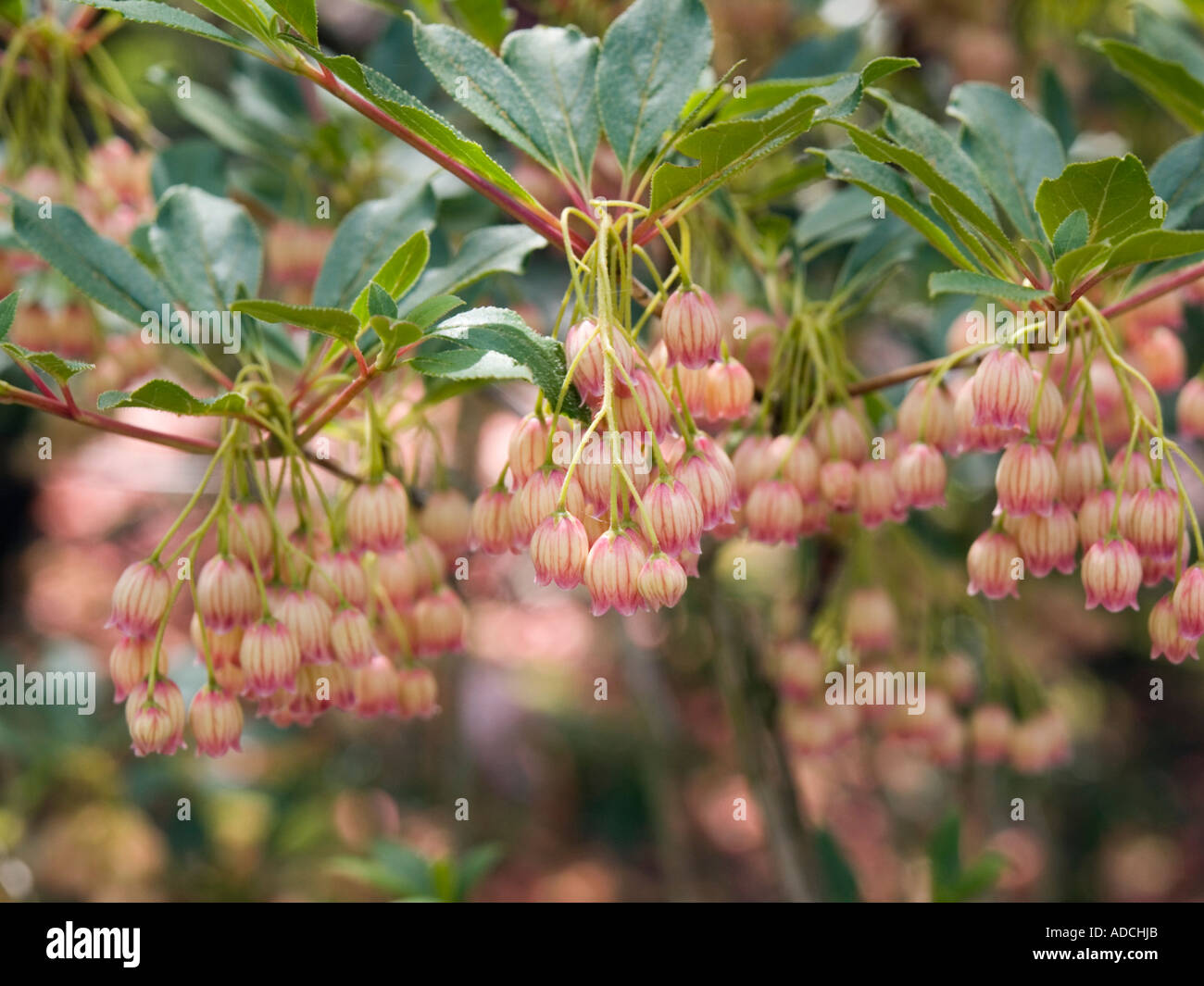 Enkianthus deciduous shrub Enkianthus campanulatus branch of red veined ...